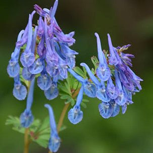Corydalis elata x flexuosa Blue Line - Marinagarden