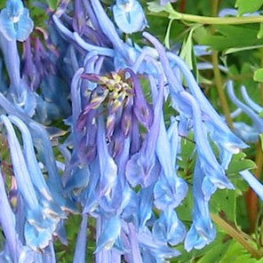Corydalis elata x flexuosa Spinners - Marinagarden