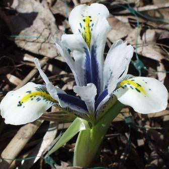 iris reticulata eyecatcher