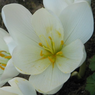 Colchicum speciosum Album - Marinagarden