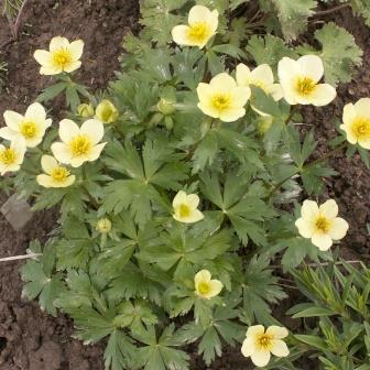 Trollius laxus albiflorus - Marinagarden