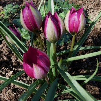 Tulipa humilis Persian Pearl - Marinagarden