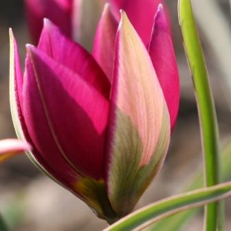 Tulipa humilis Persian Pearl - Marinagarden