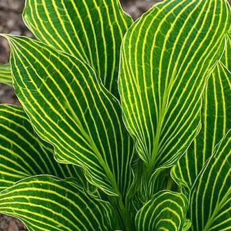 Hosta Siberian Tiger - Marinagarden